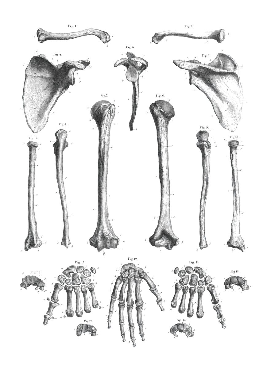 'Human Arm and Hand Bones Diagram' Poster, picture, metal print, paint ...