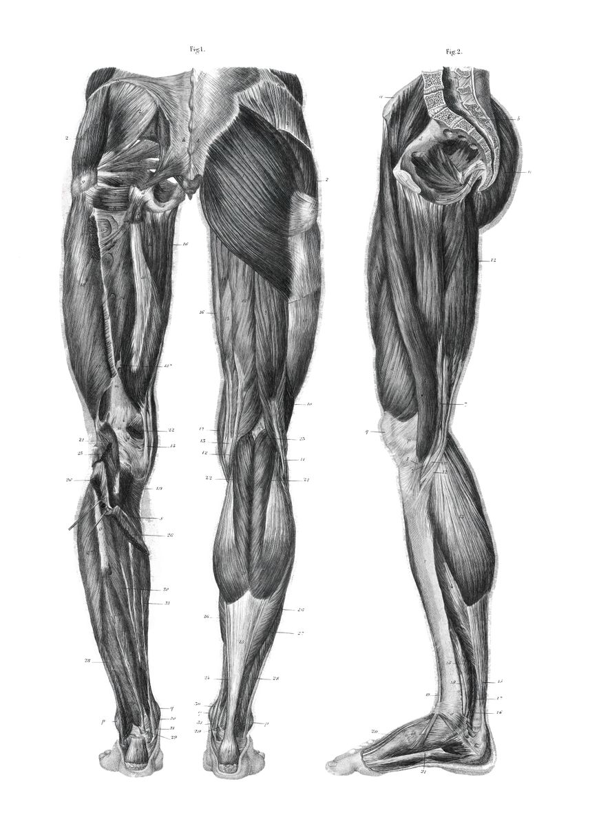 'Human Leg Muscles Anatomy' Poster, picture, metal print, paint by Aged ...