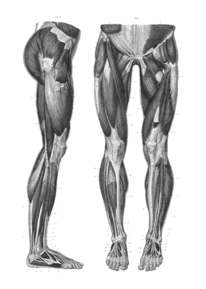 'Human Leg Muscles Anatomy' Poster, picture, metal print, paint by Aged ...