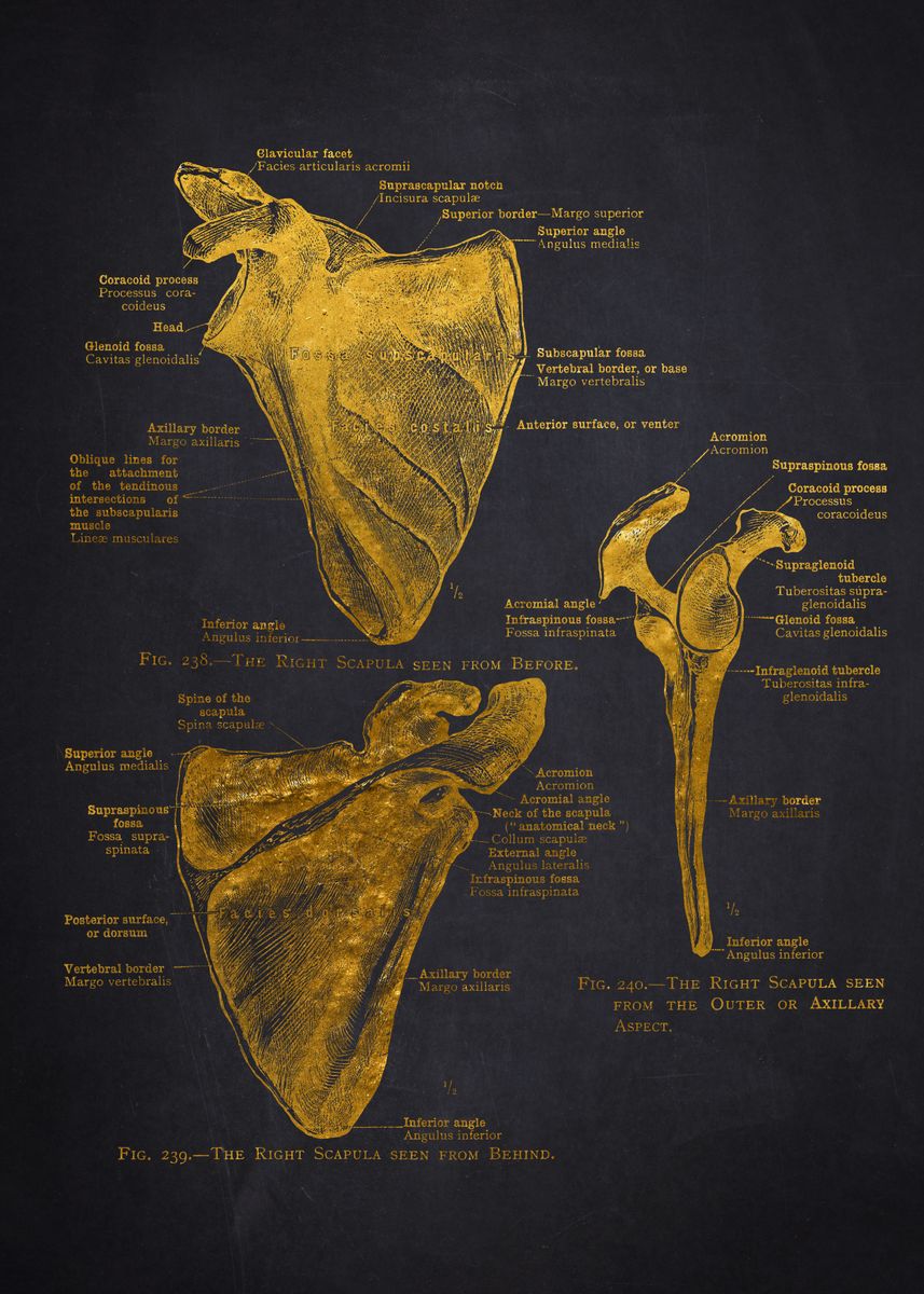 'Right Scapula Anatomy' Poster, picture, metal print, paint by Aged ...