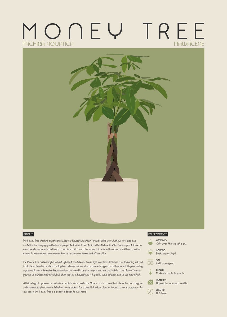 'Money Tree Plant' Poster, picture, metal print, paint by aio | Displate