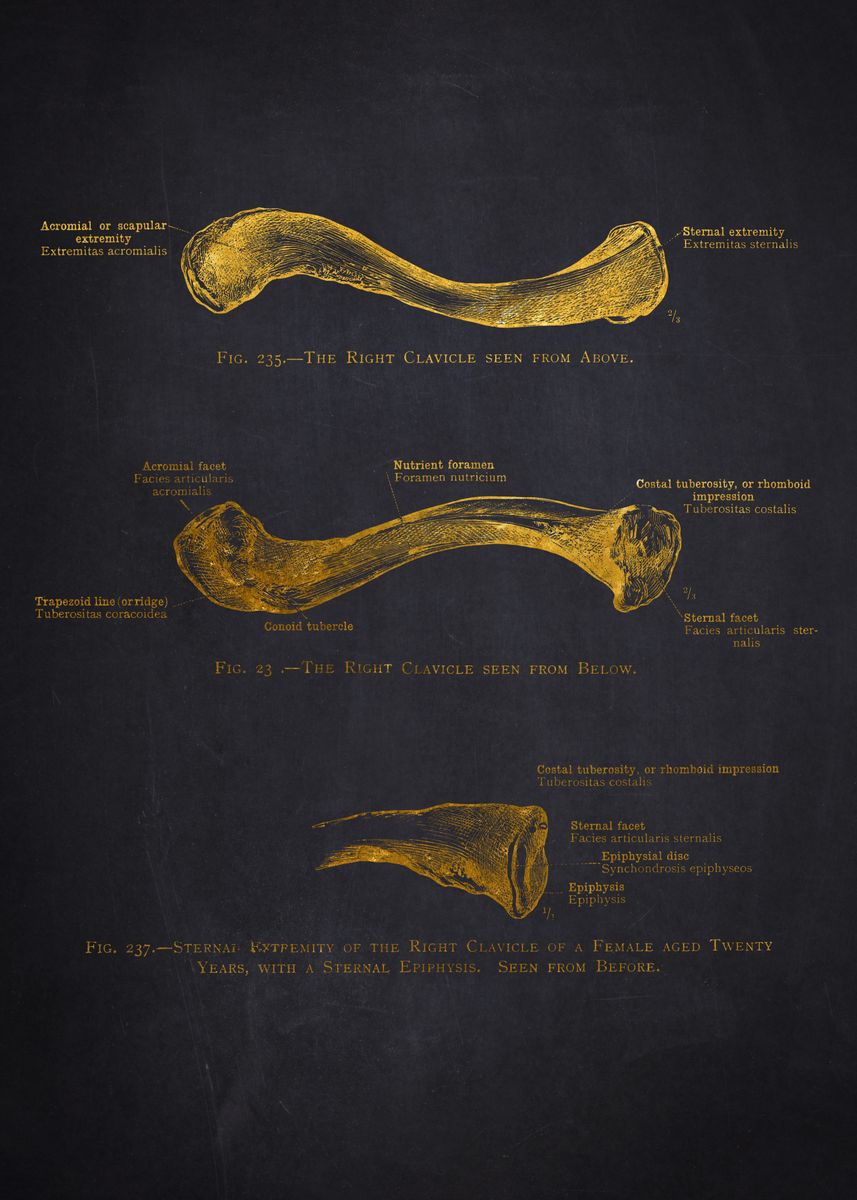 'Human Clavicle Anatomy' Poster, picture, metal print, paint by Aged ...