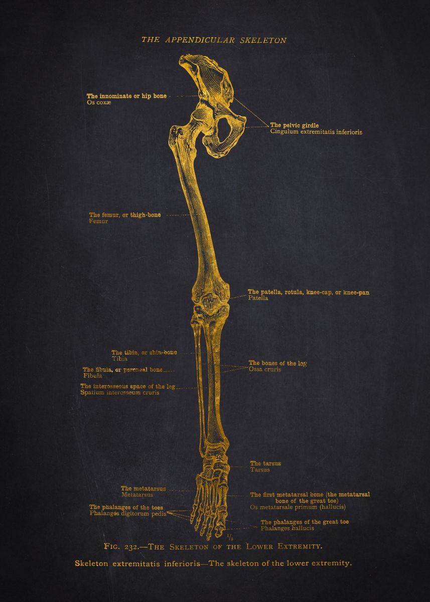 'Human Leg Skeleton Diagram' Poster, picture, metal print, paint by ...