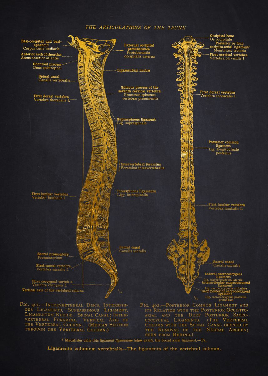 'Human Spine Anatomy Diagram' Poster, picture, metal print, paint by ...
