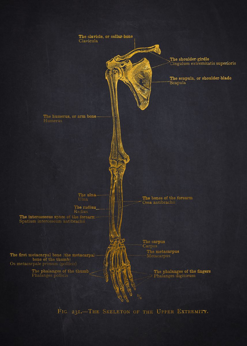 'Human Arm Skeleton Diagram' Poster, picture, metal print, paint by ...